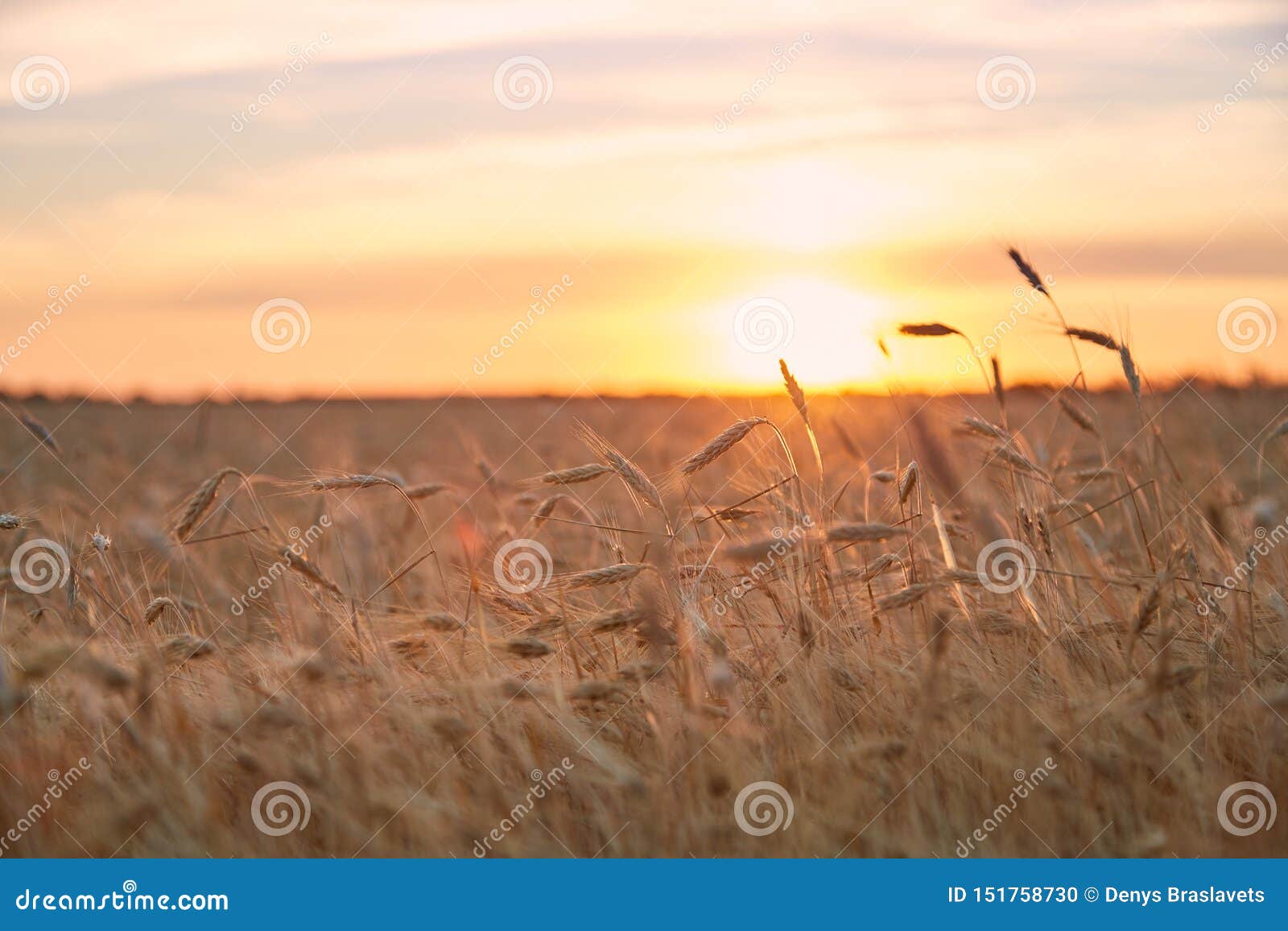 Wheat Ripe Field in the Sunset Light of the Sun Stock Photo - Image of ...