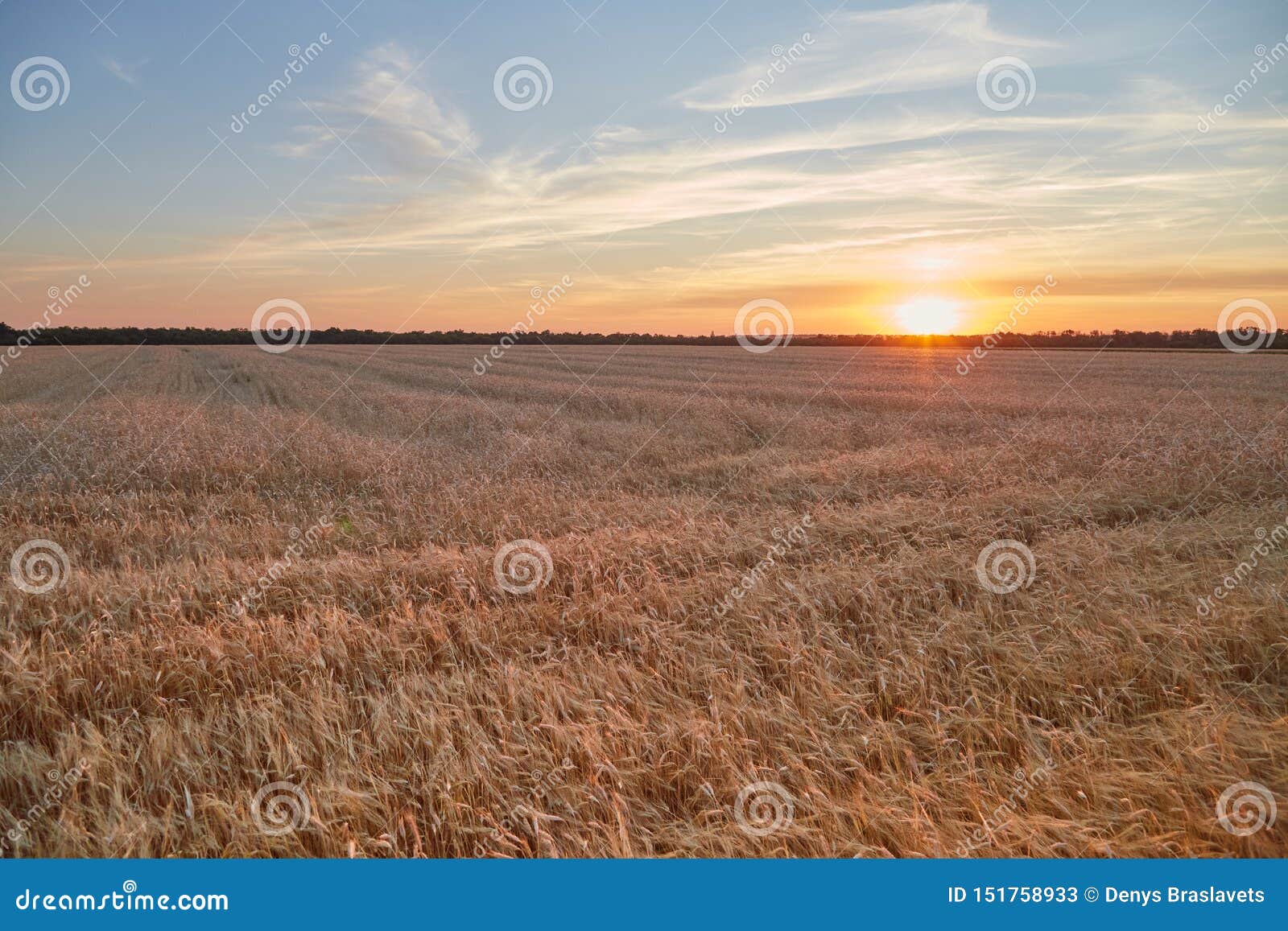 Wheat Ripe Field in the Sunset Light of the Sun Stock Image - Image of ...