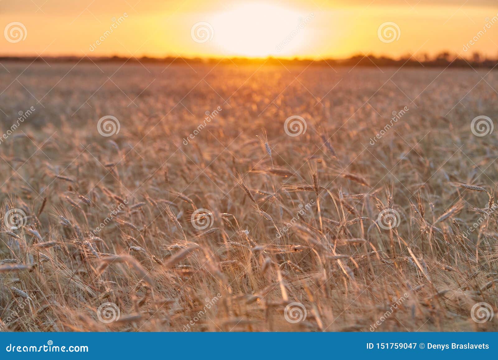 Wheat Ripe Field in the Sunset Light of the Sun Stock Image - Image of ...