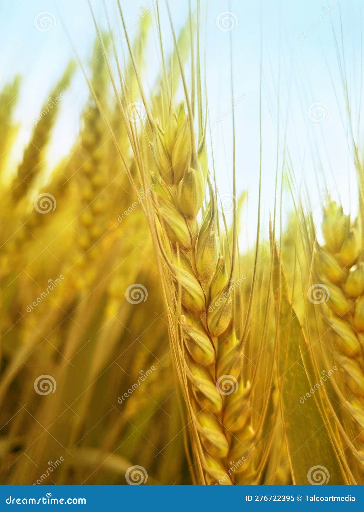 Wheat is Ripe for Harvest on a Spring Day with Full, Heavy Kernels ...