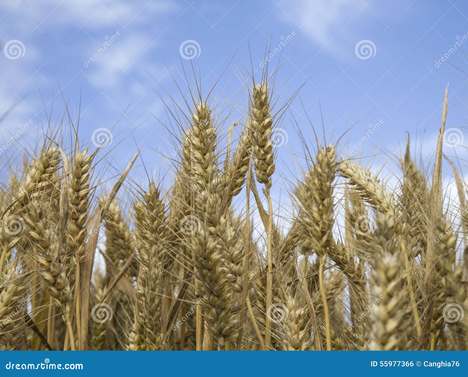 The wheat is ripe stock photo. Image of qinling, crops - 55977366