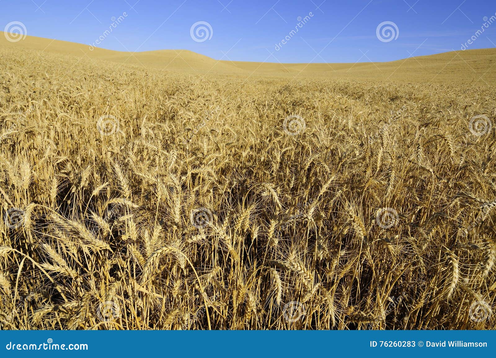 Wheat Ripe and Ready To Harvest Stock Image - Image of washington ...