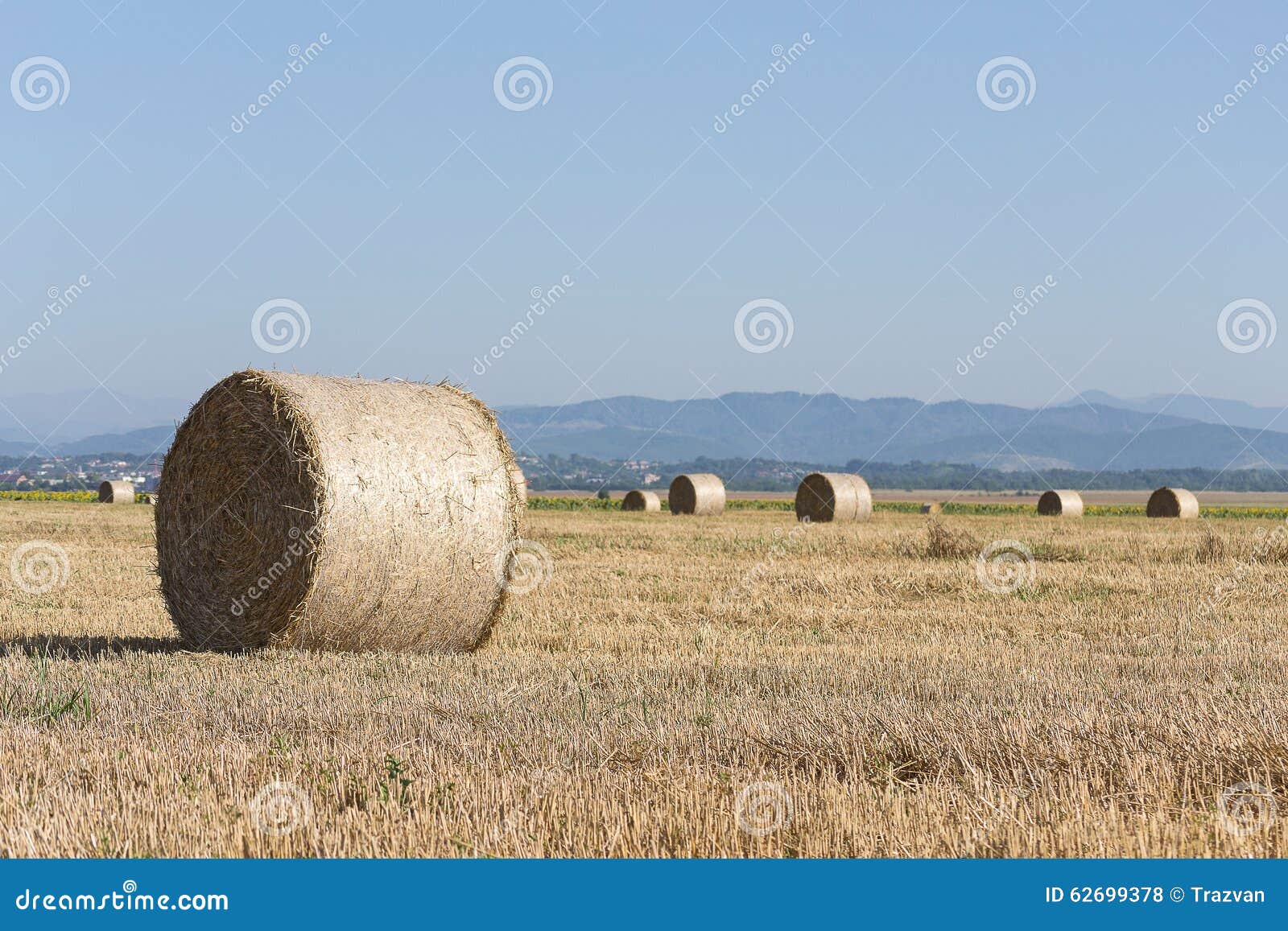 Wheat Rolls on the Agriculture Field Stock Photo - Image of roll, plant ...