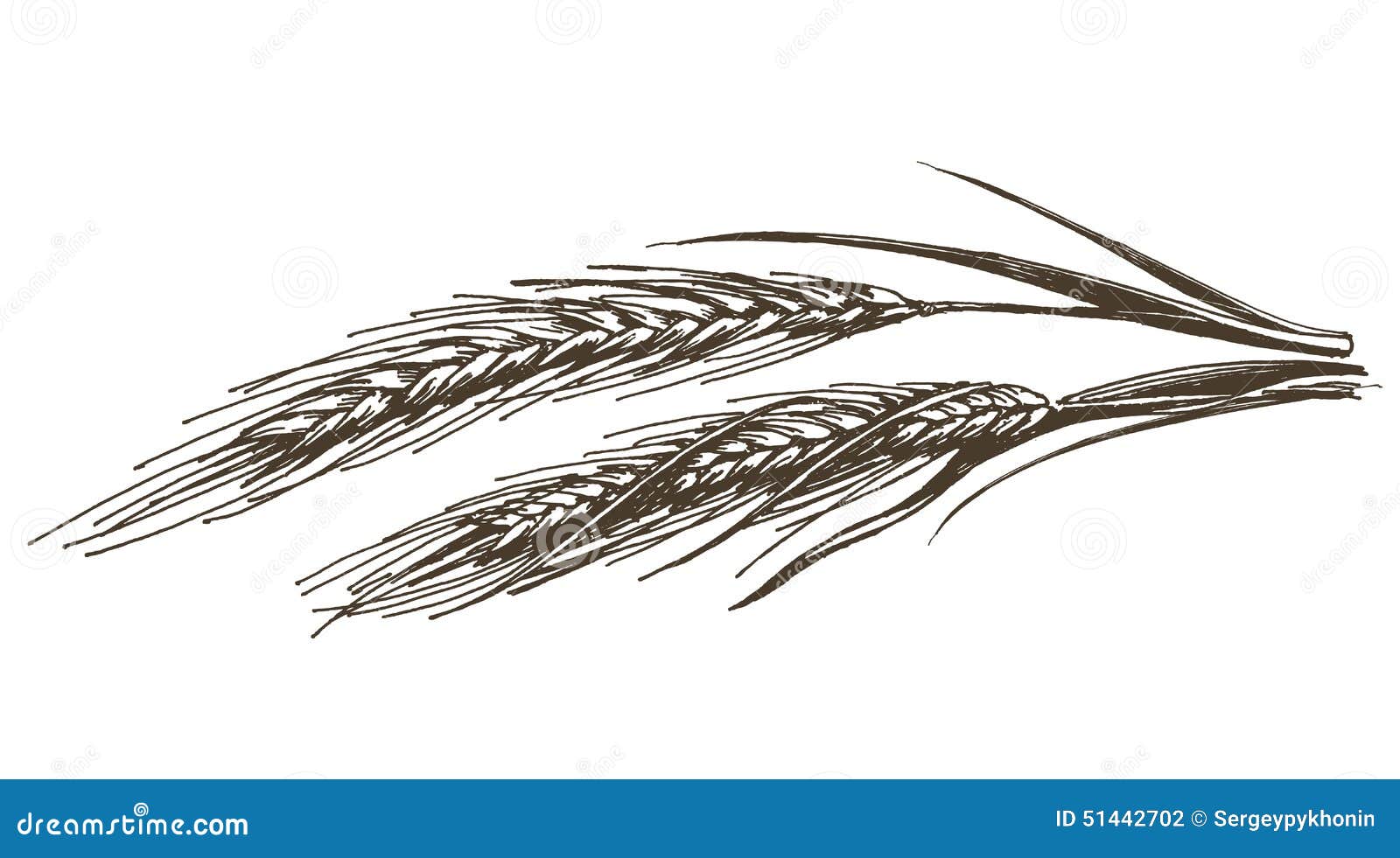 Wheat, Rye, Bread on a White Background. Sketch Stock Illustration ...
