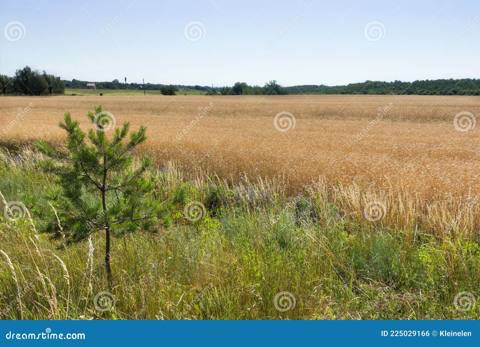 Wheat Rye Cereal Field Ready for Harvest with Strip of Green Grass and ...