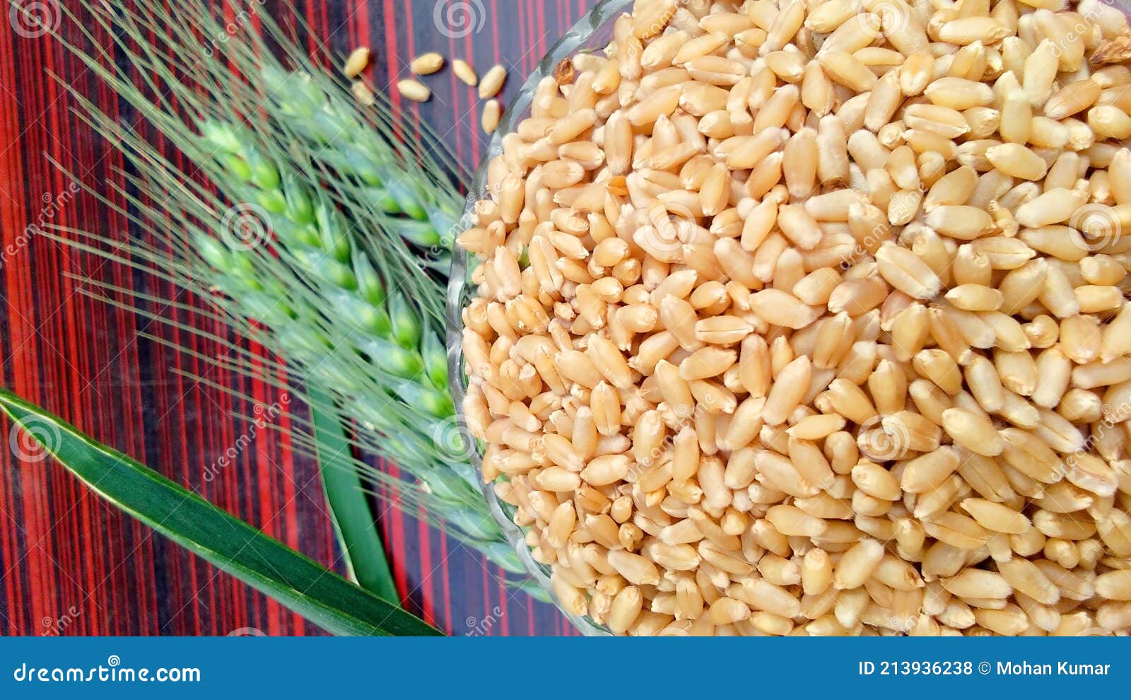 Wheat`s bowl green buds stock photo. Image of bowl, vegetable - 213936238