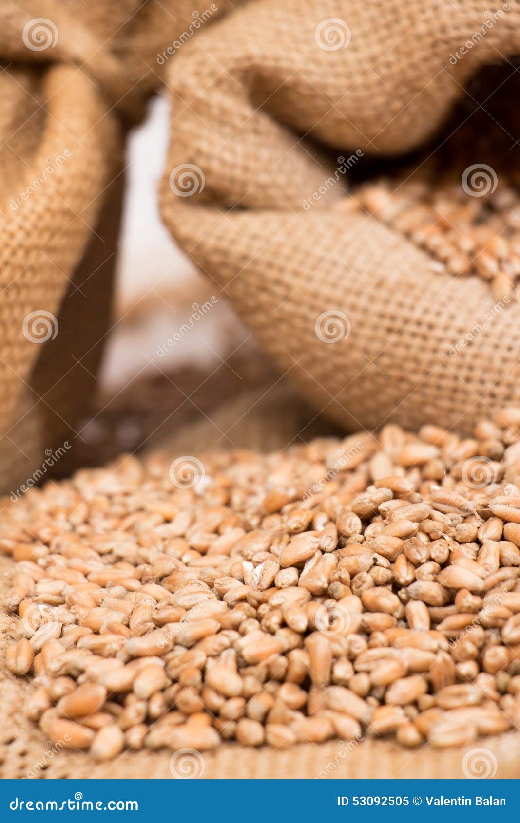 Wheat in a sack stock image. Image of corn, cereal, spoon - 53092505