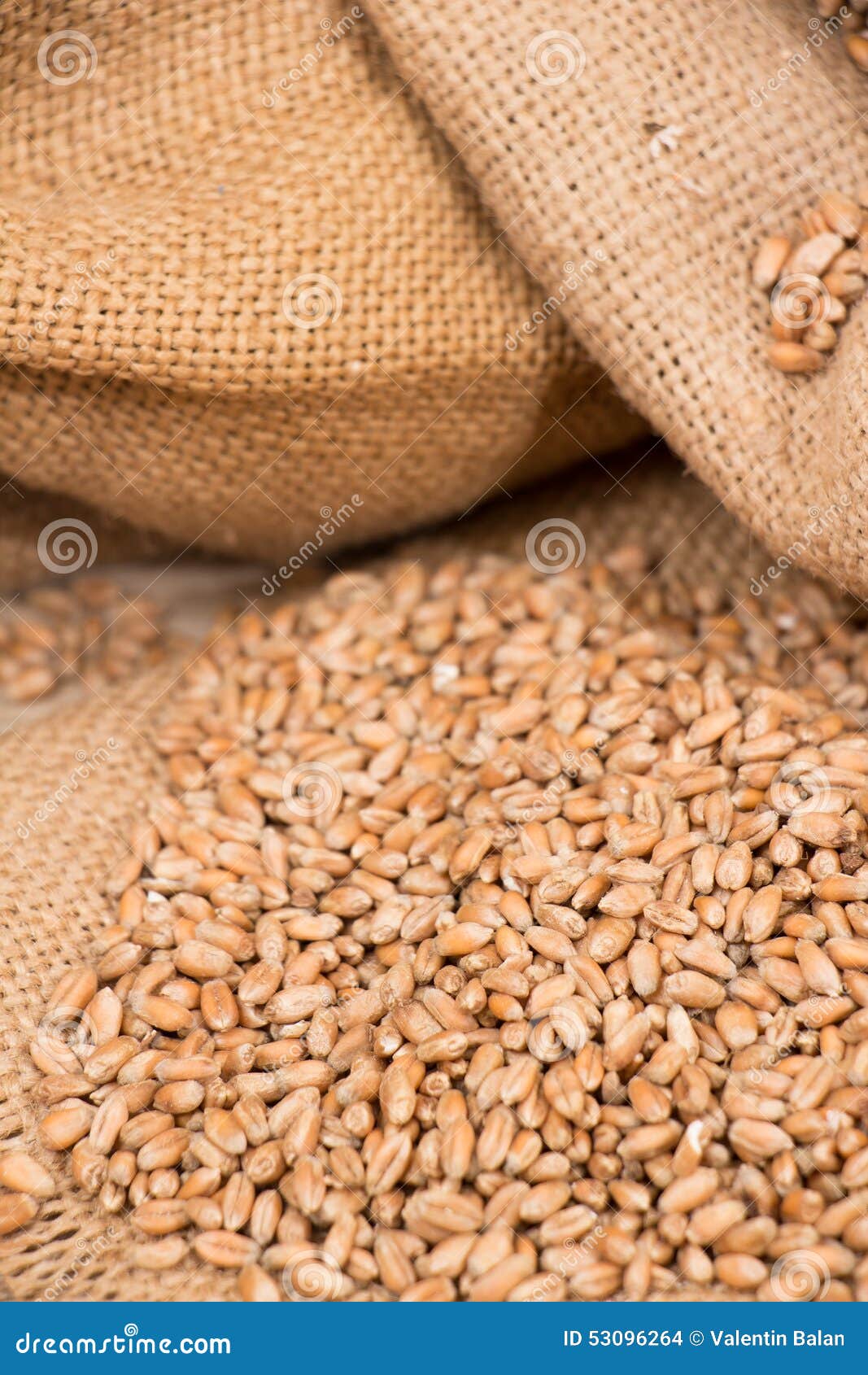 Wheat in a sack stock photo. Image of brown, bran, cereal - 53096264