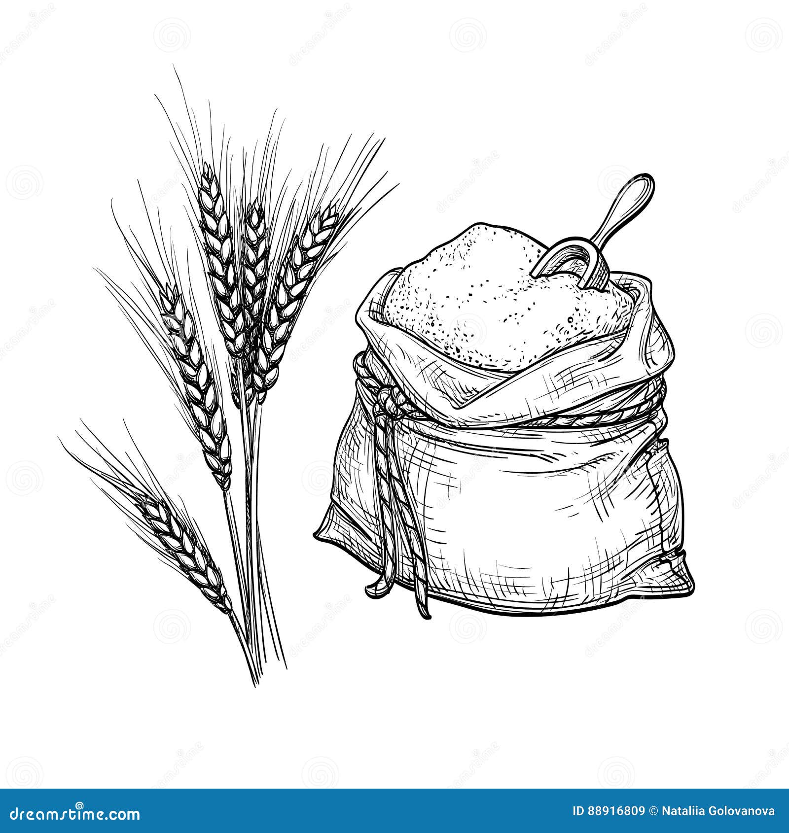 Flour. Hand Drawn Engraving. Vector Vintage Illustration ...