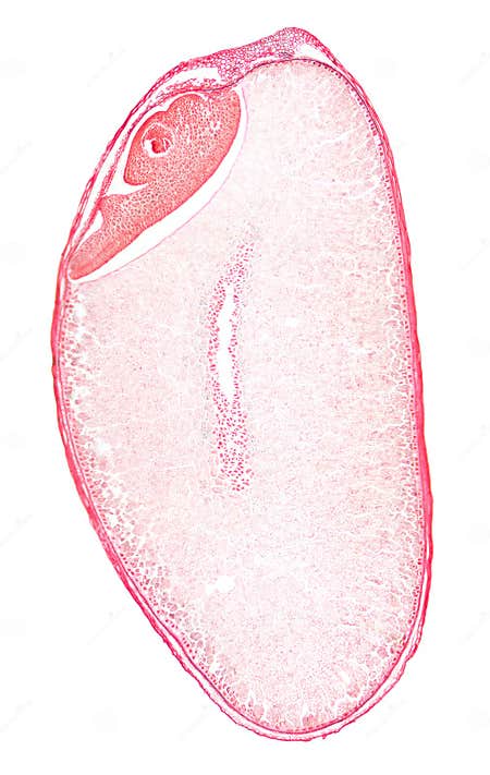 Wheat Grain, Cross Section of a Whole Wheat Berry, 8X Light Micrograph ...