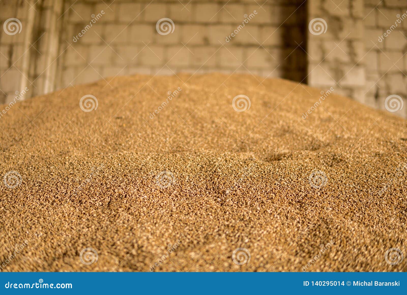 Wheat seed detail stock photo. Image of closeup, full - 140295014