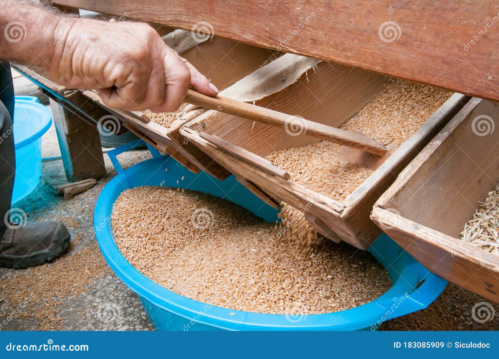 Wheat seed production stock image. Image of container - 183085909
