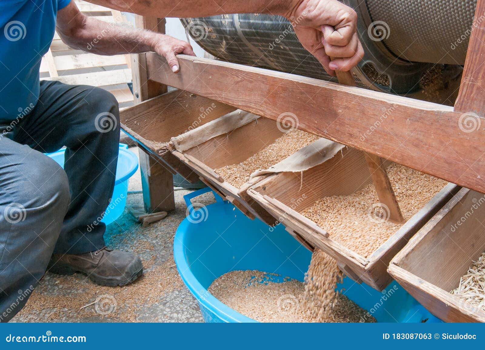 Wheat seed production stock image. Image of golden, food - 183087063