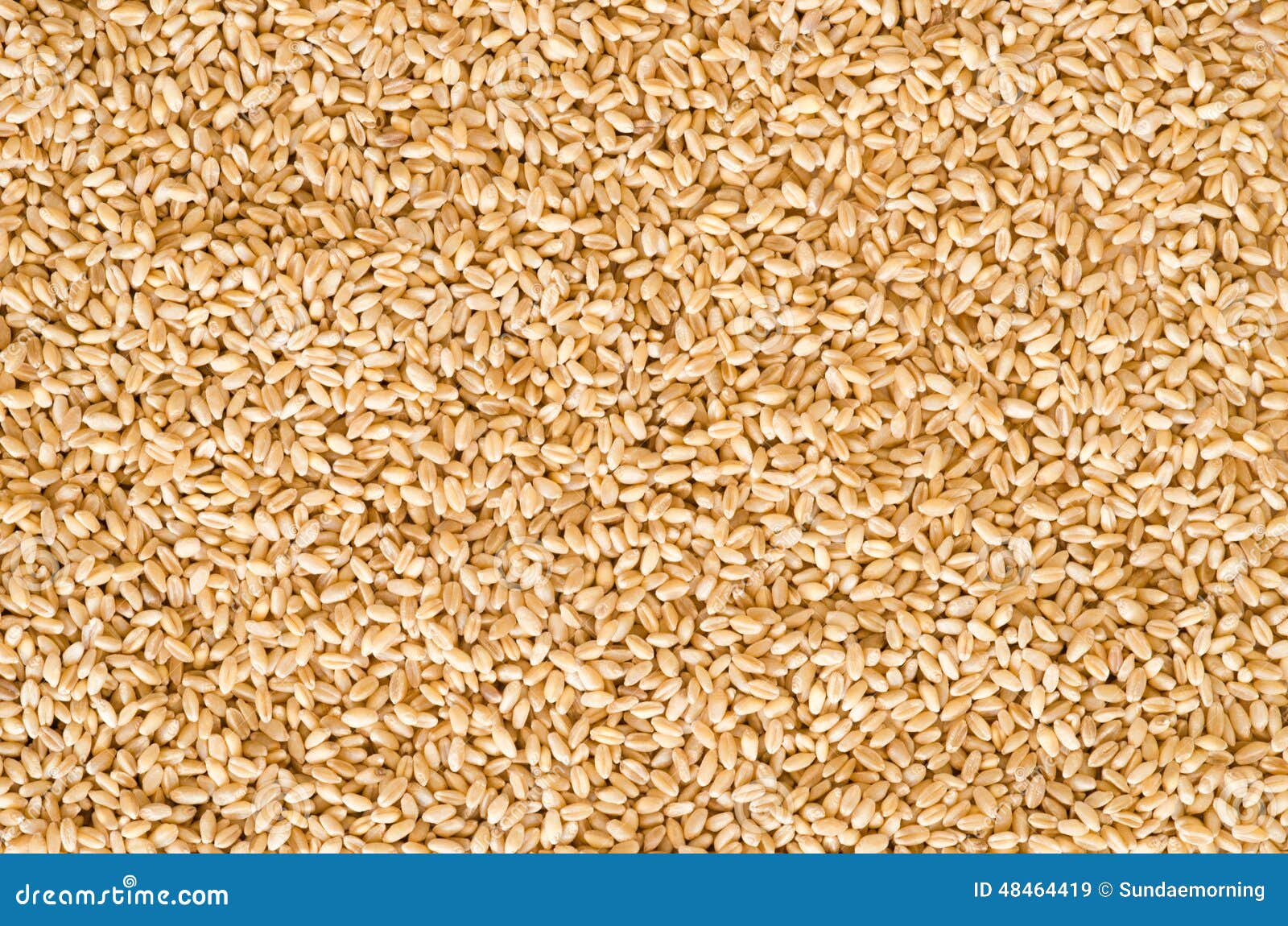 Seed Texture Stock Photography | CartoonDealer.com #5455100