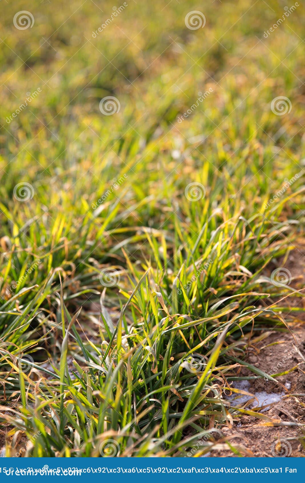 Wheat Residual After Cutting Crops , Gehun Ki Totar , Farm Residue ...