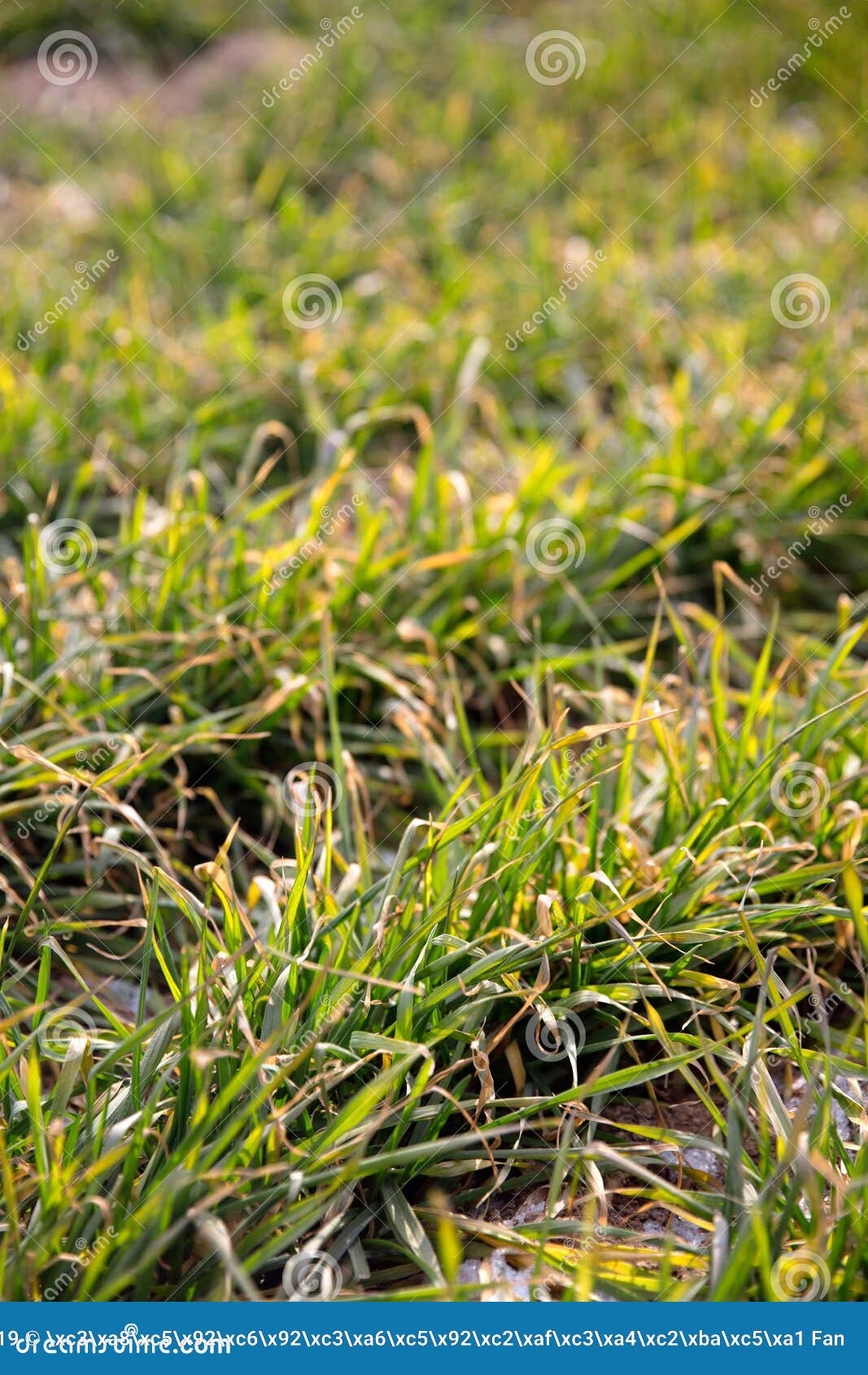 Wheat Residual After Cutting Crops , Gehun Ki Totar , Farm Residue ...