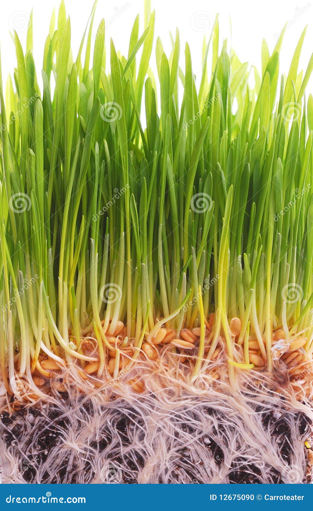 Wheat seedlings stock photo. Image of herb, environment - 12675090