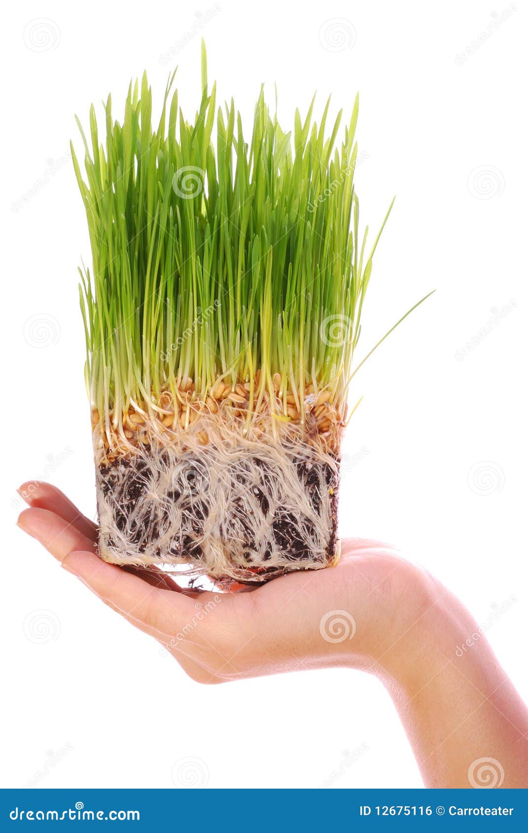 Wheat seedlings stock photo. Image of fresh, crop, growing - 12675116