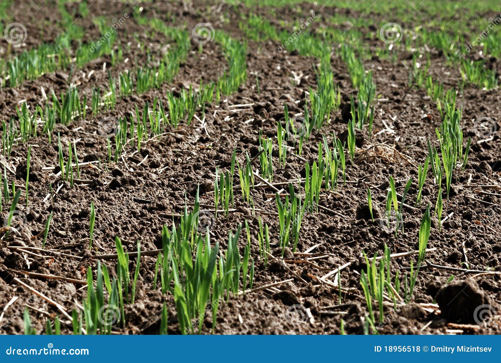Wheat seedlings stock photo. Image of sprouts, summer - 18956518