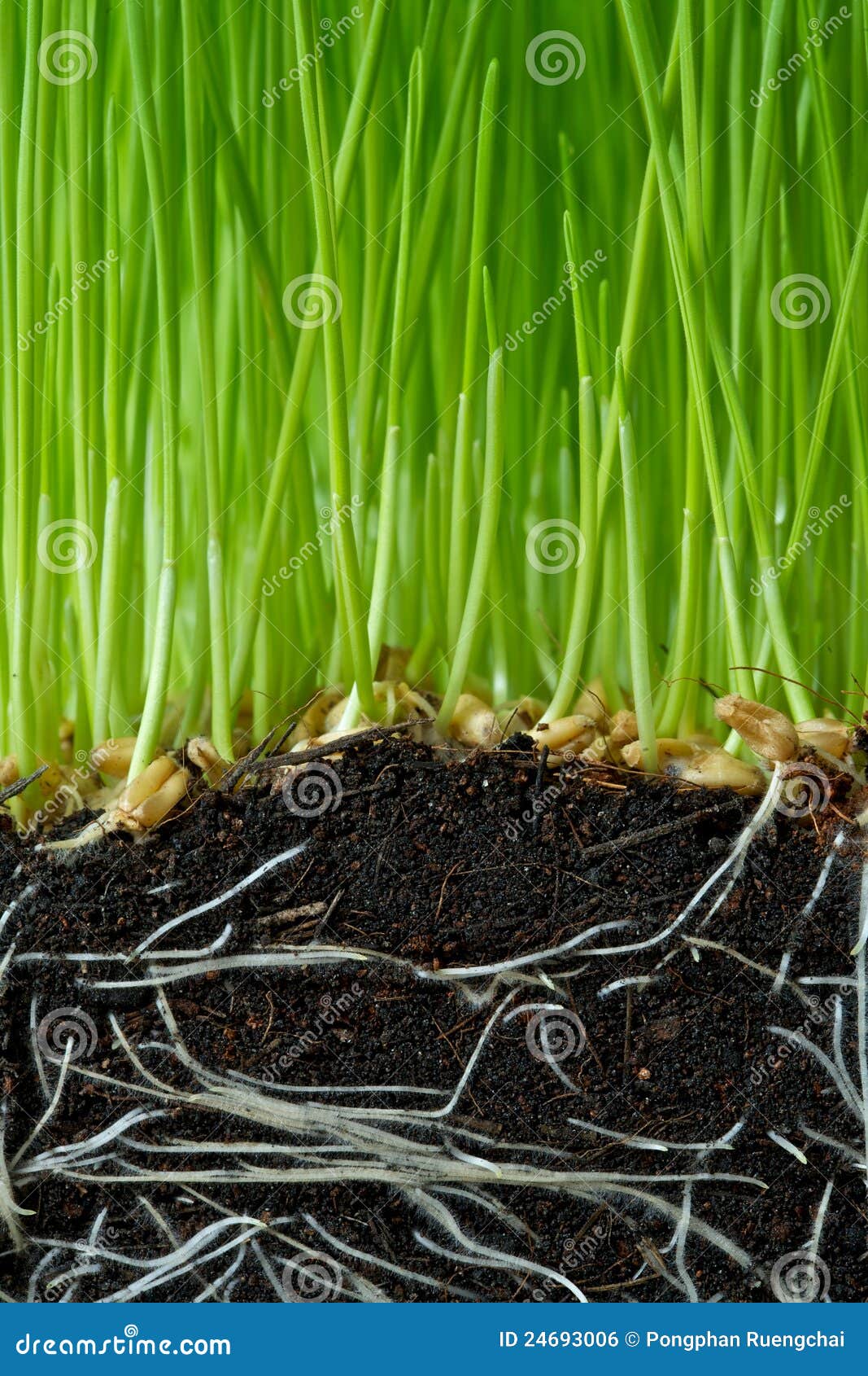 Wheat seedlings stock photo. Image of nature, root, isolated - 24693006