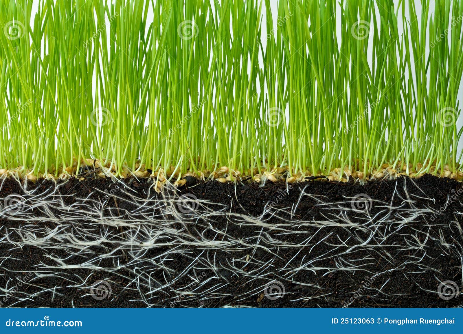 Wheat seedlings stock image. Image of soil, isolated - 25123063