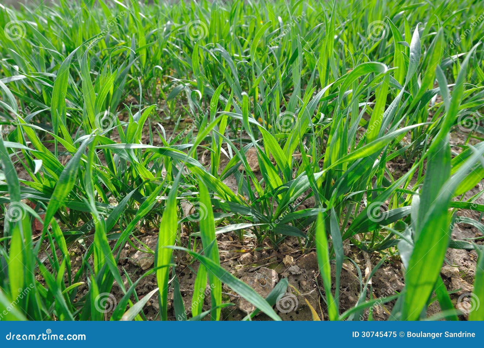 Wheat seedlings stock image. Image of growth, planting - 30745475