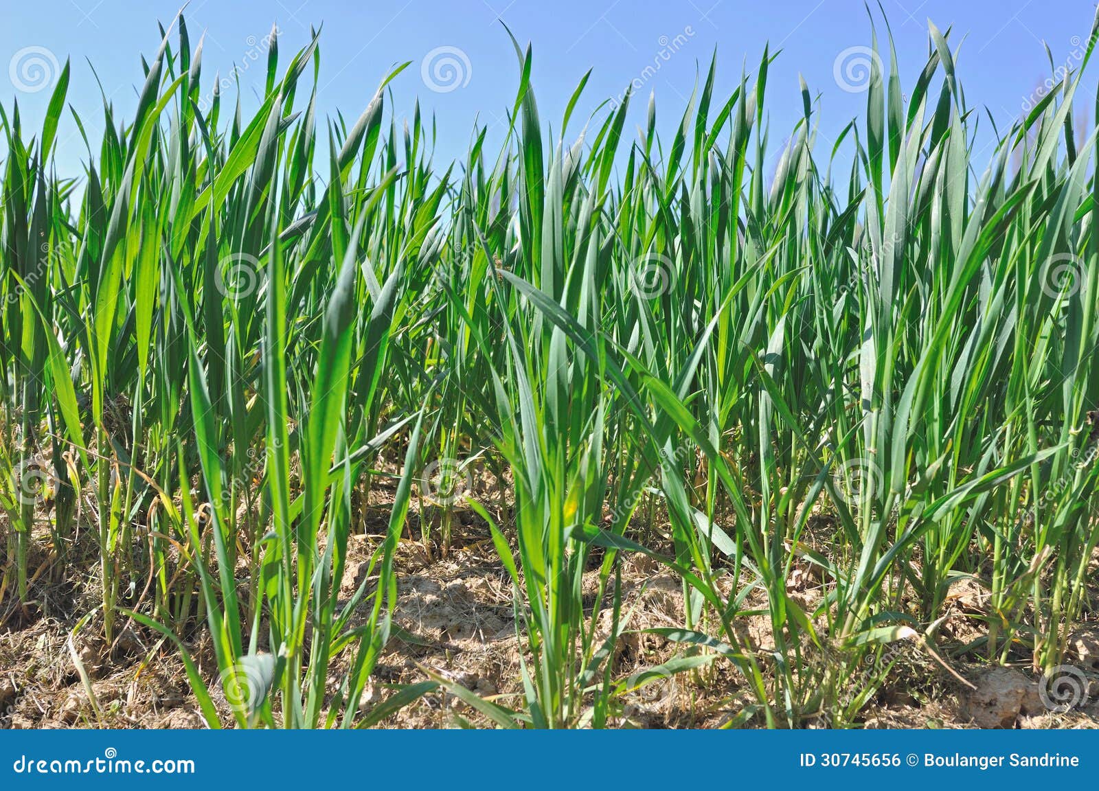 Wheat seedlings stock photo. Image of wheat, young, spring - 30745656