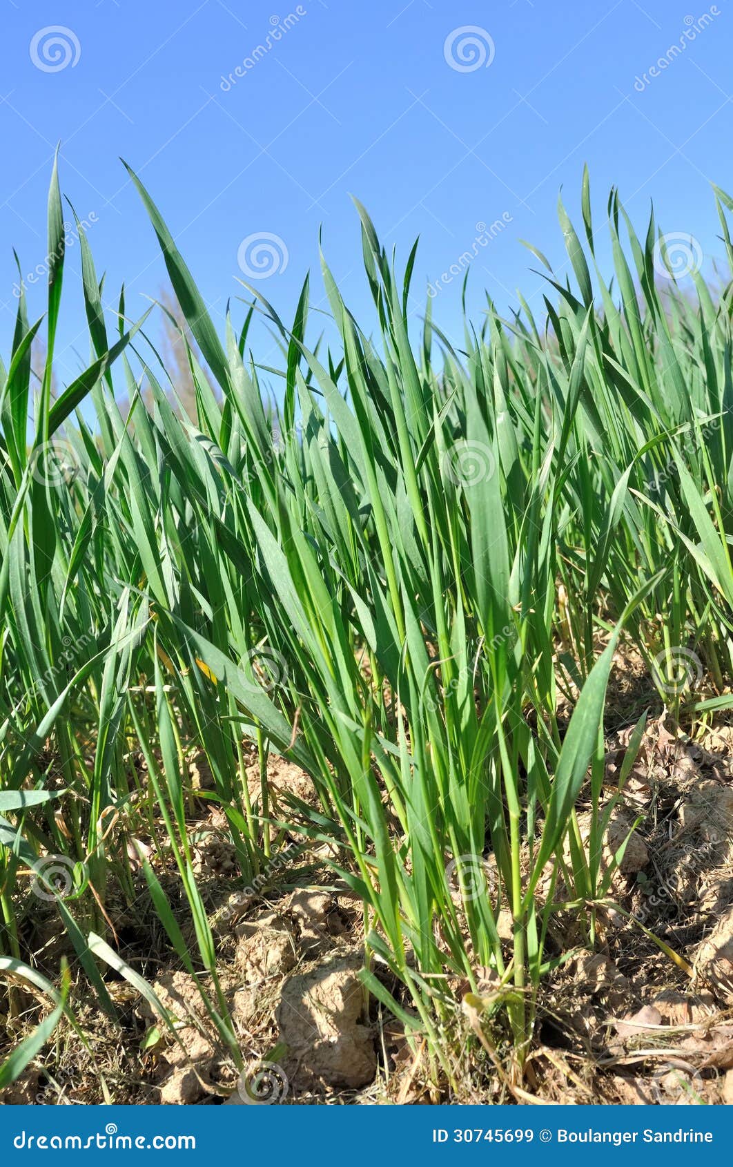 Wheat seedlings stock image. Image of young, field, culture - 30745699