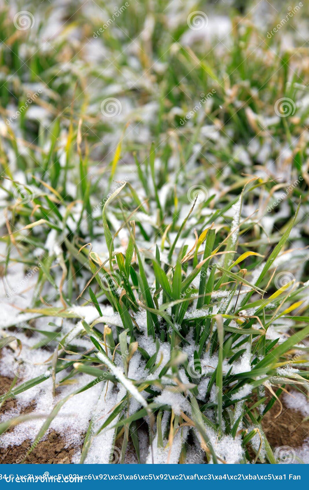 Wheat Residual After Cutting Crops , Gehun Ki Totar , Farm Residue ...