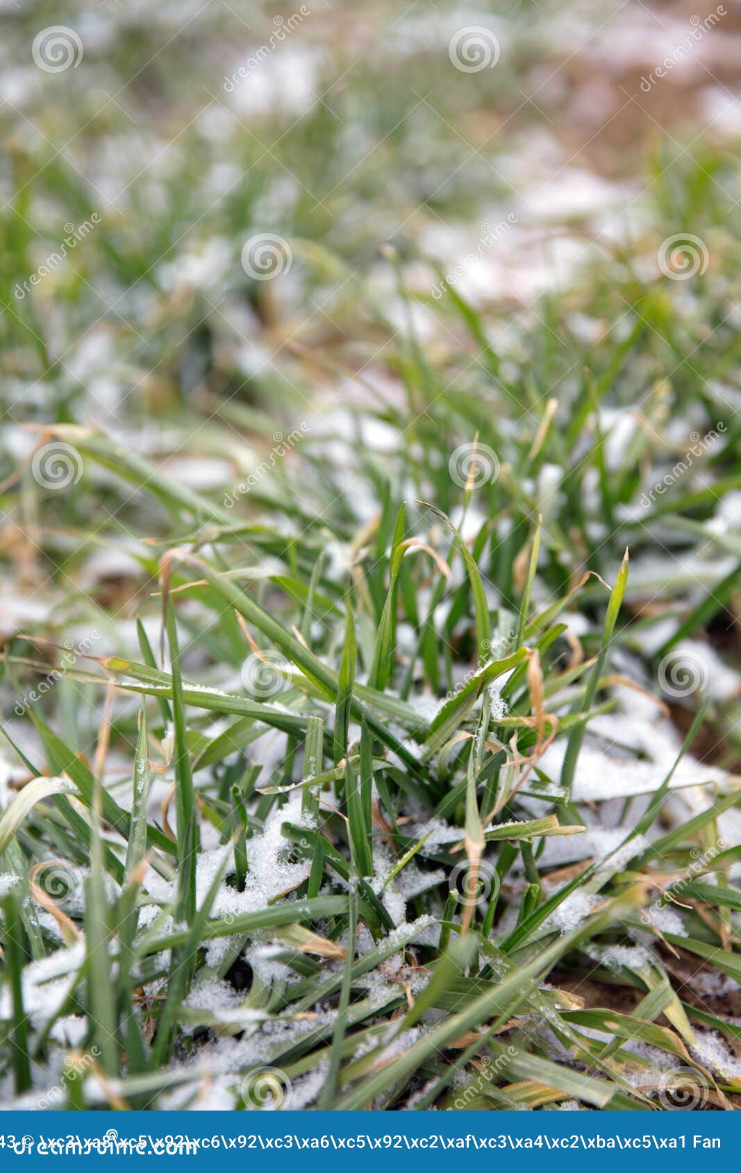 Wheat Residual After Cutting Crops , Gehun Ki Totar , Farm Residue ...