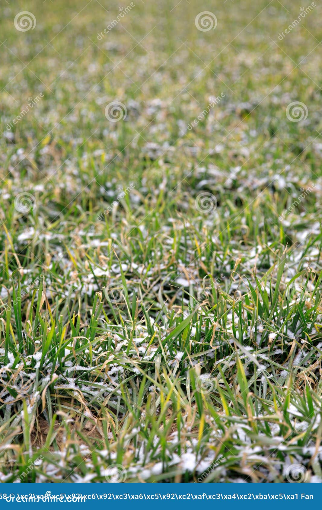 Wheat Residual After Cutting Crops , Gehun Ki Totar , Farm Residue ...