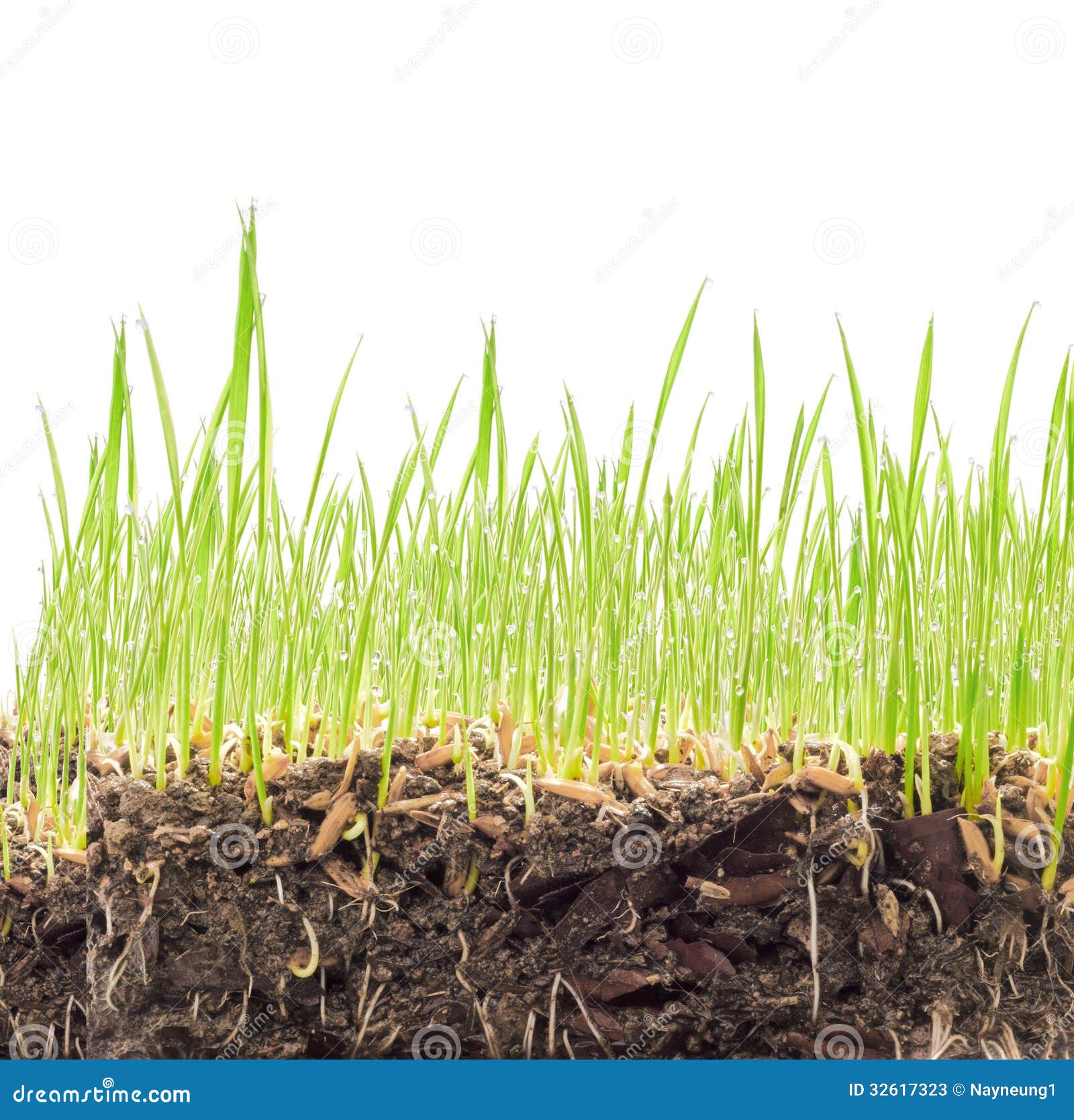 Wheat Seedlings And Soil Stock Photos - Image: 32617323