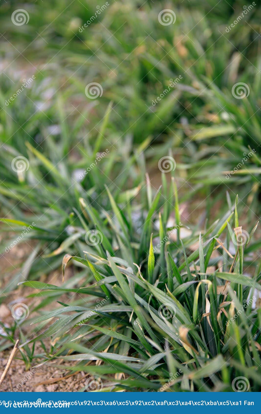 Wheat Residual After Cutting Crops , Gehun Ki Totar , Farm Residue ...
