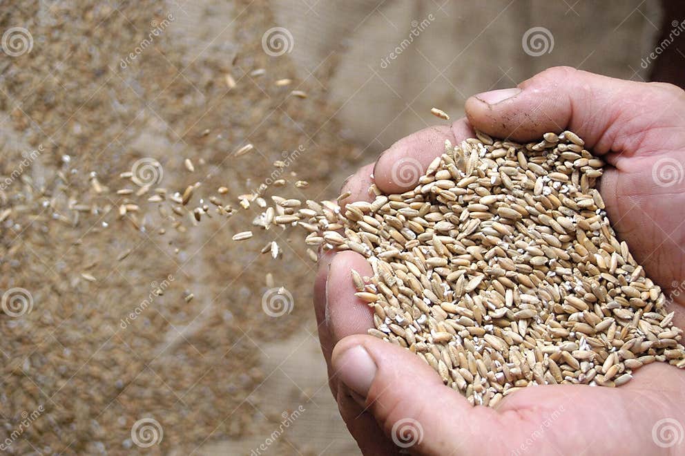 Wheat seeds stock photo. Image of life, food, ripe, refreshment - 2359474