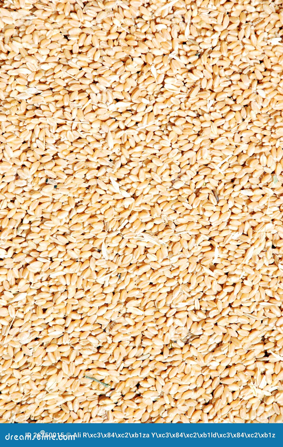 Wheat seeds stock image. Image of background, cereal - 26350015