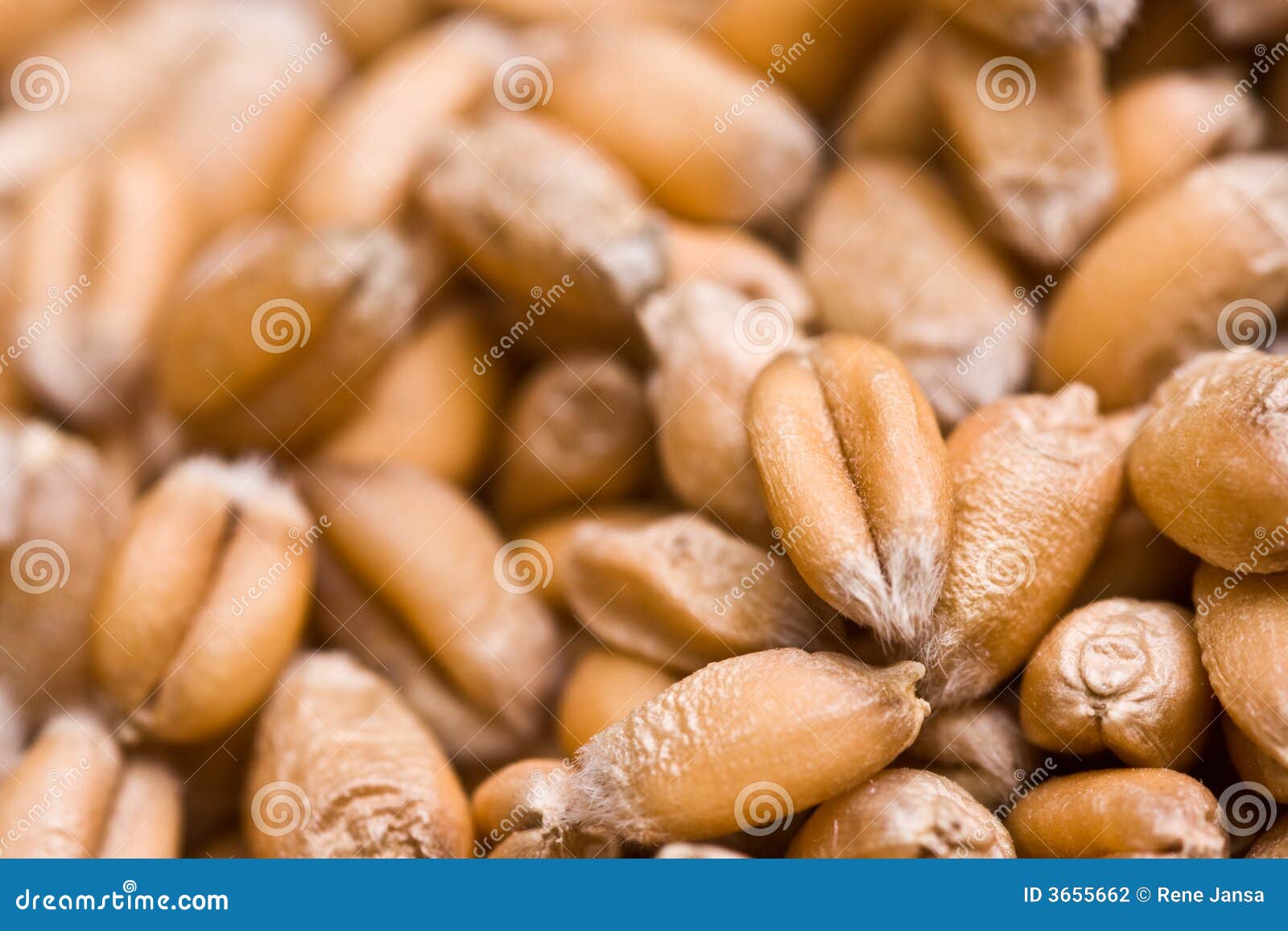 Wheat seeds stock photo. Image of agriculture, close, plenty - 3655662