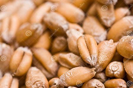 Wheat seeds stock photo. Image of agriculture, close, plenty - 3655662
