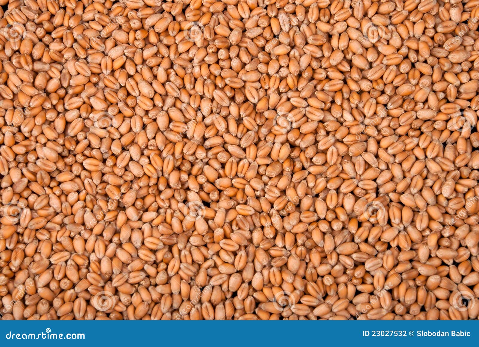 Seeds Background Royalty-Free Stock Photo | CartoonDealer.com #5336499