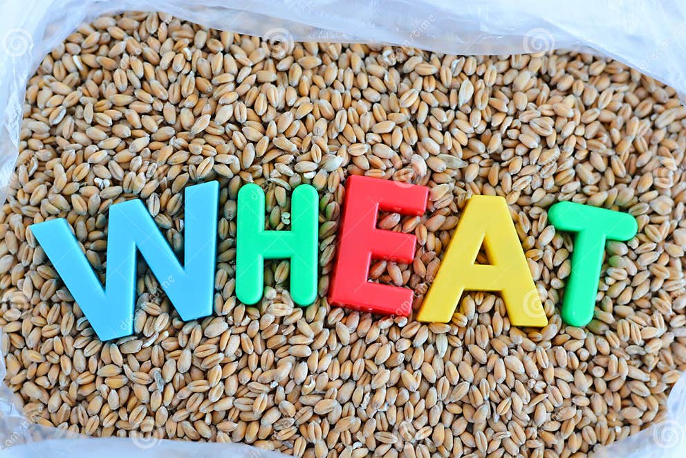 Wheat Seeds Background or Pattern with Magnetic Letters Stock Photo ...