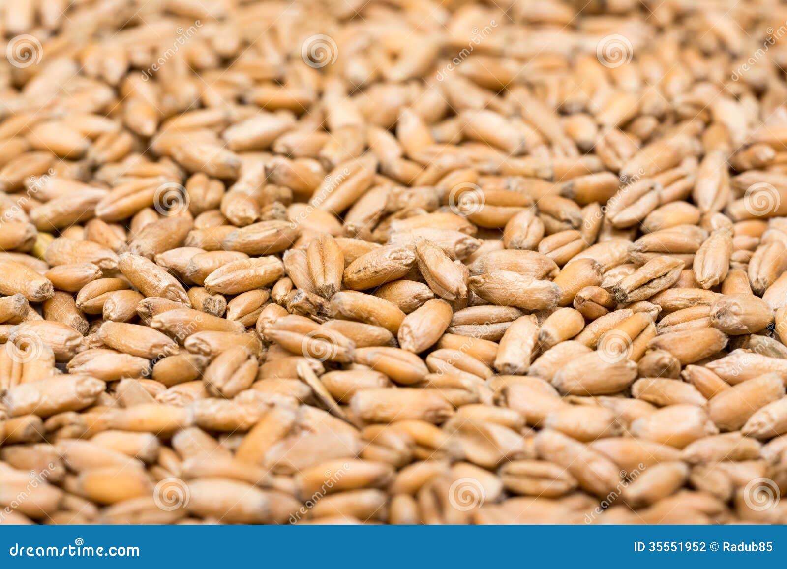 Wheat Seeds Close Up stock photo. Image of healthy, seeds - 35551952