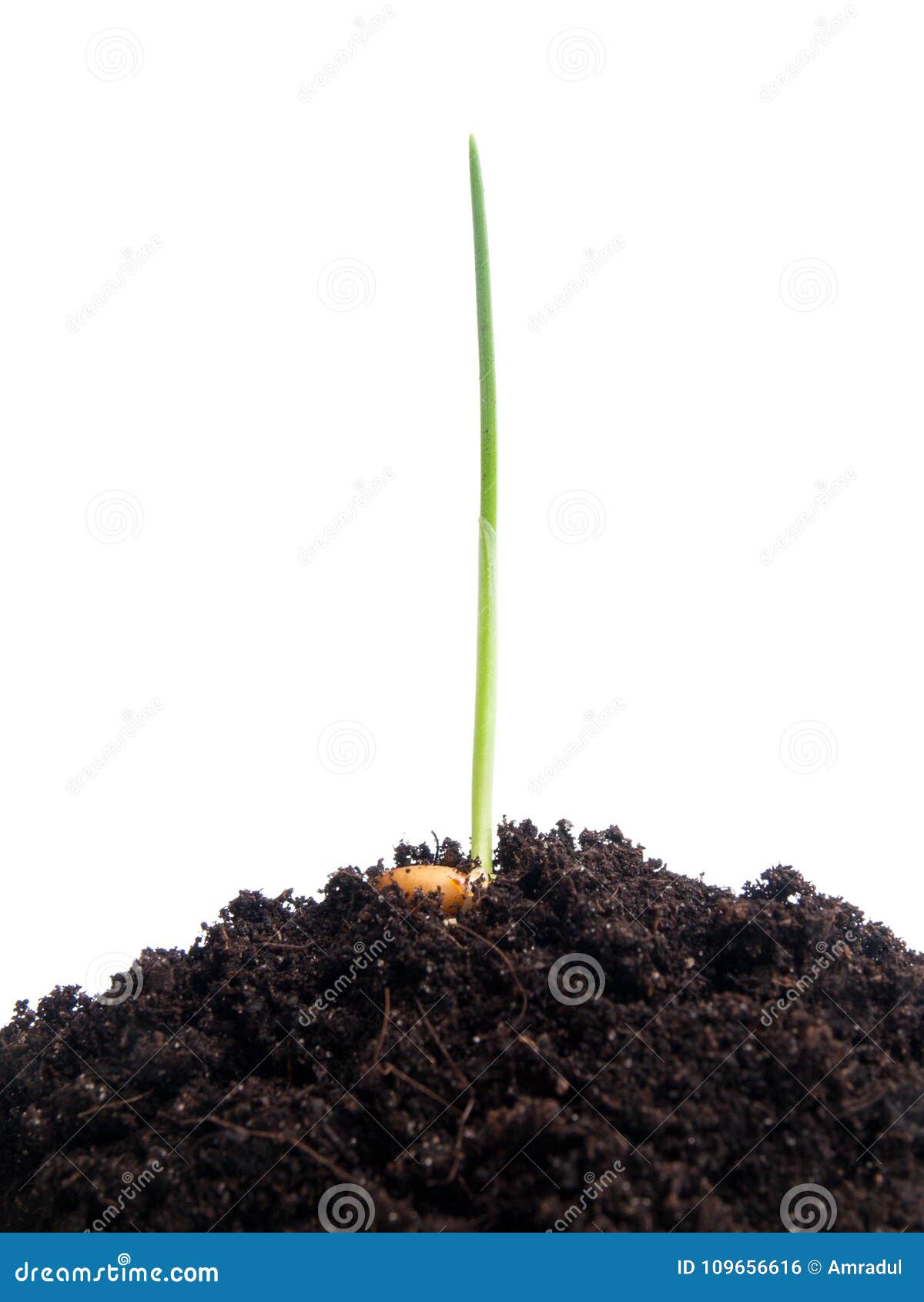 Wheat Seeds Germination on White Stock Photo - Image of generation ...