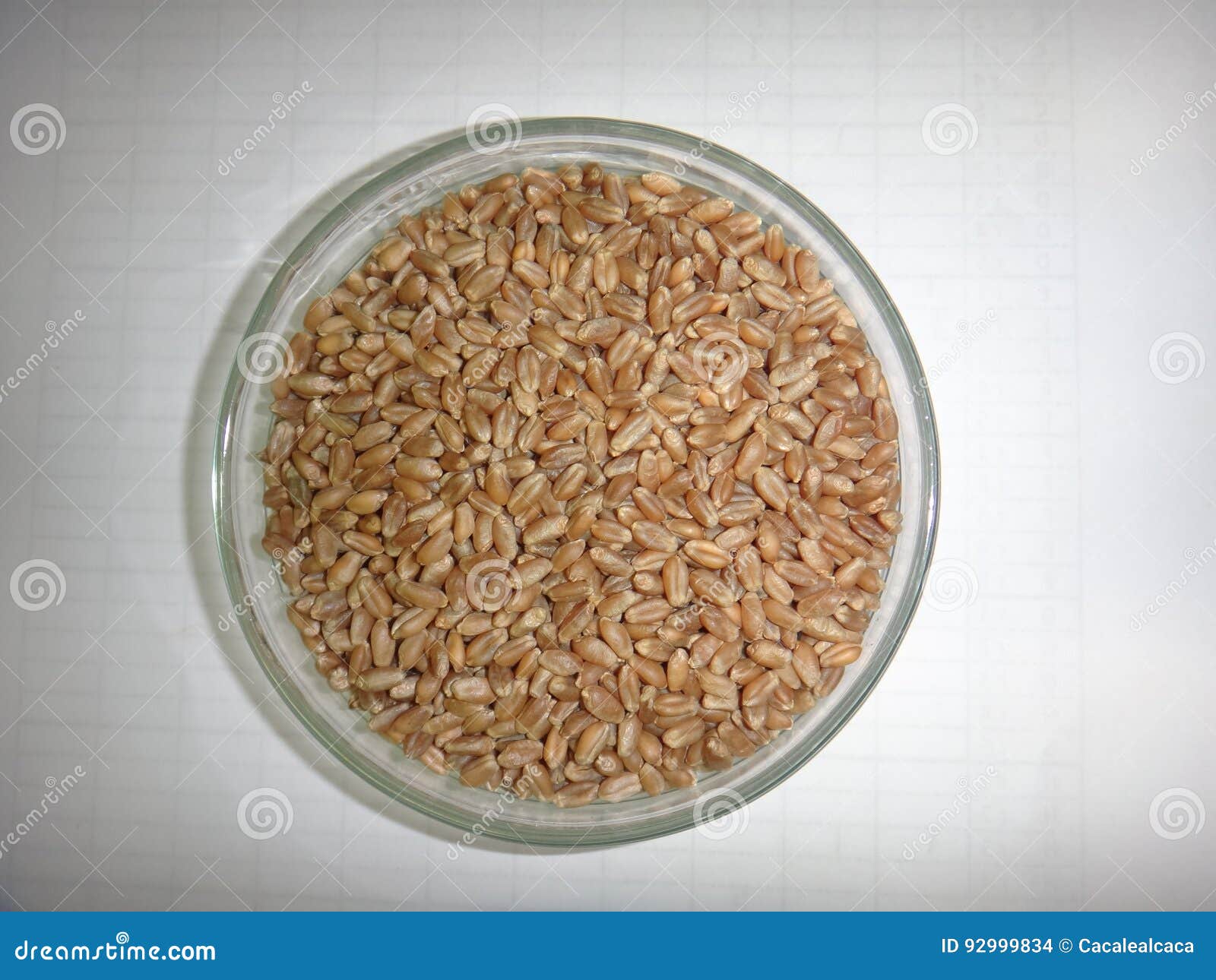 Wheat stock photo. Image of food, wheat, caryopsis, dish - 92999834
