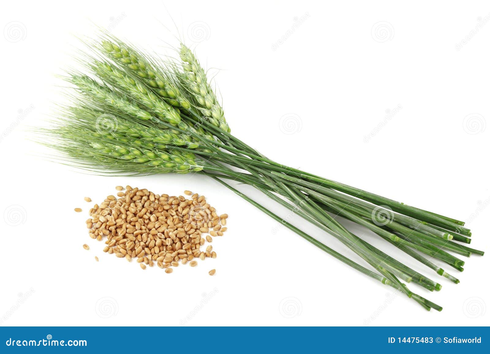 Wheat seeds and plant stock image. Image of grain, farming - 14475483