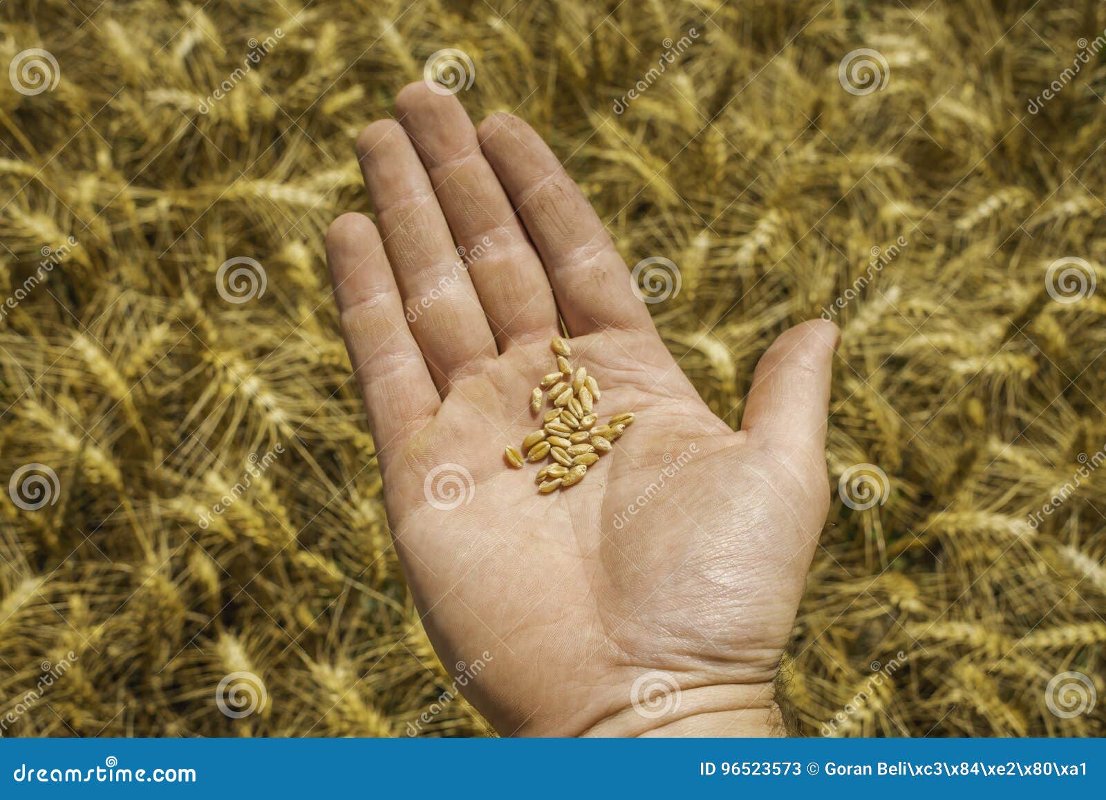 Wheat seeds in rough hands stock image. Image of hands - 96523573