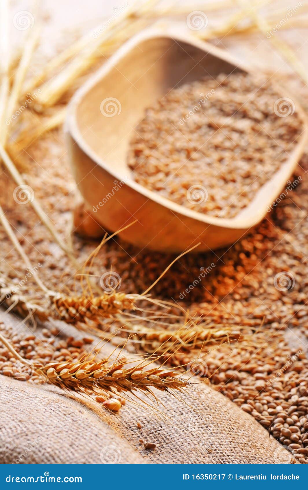 Wheat Seeds on Rough Material Stock Image - Image of imagery, outdoors ...