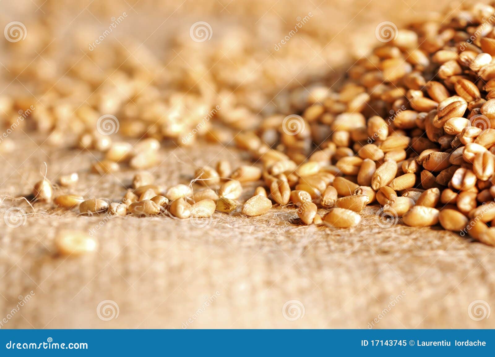 Wheat Seeds on Rough Material Stock Image - Image of agriculture ...