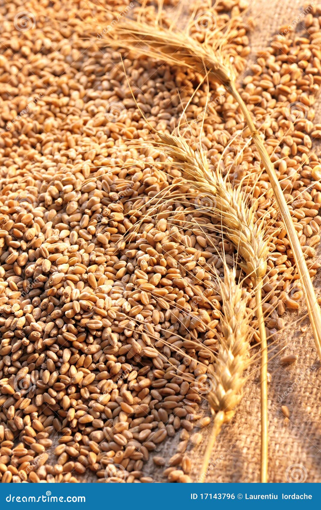 Wheat Seeds on Rough Material Stock Photo - Image of agricultural ...