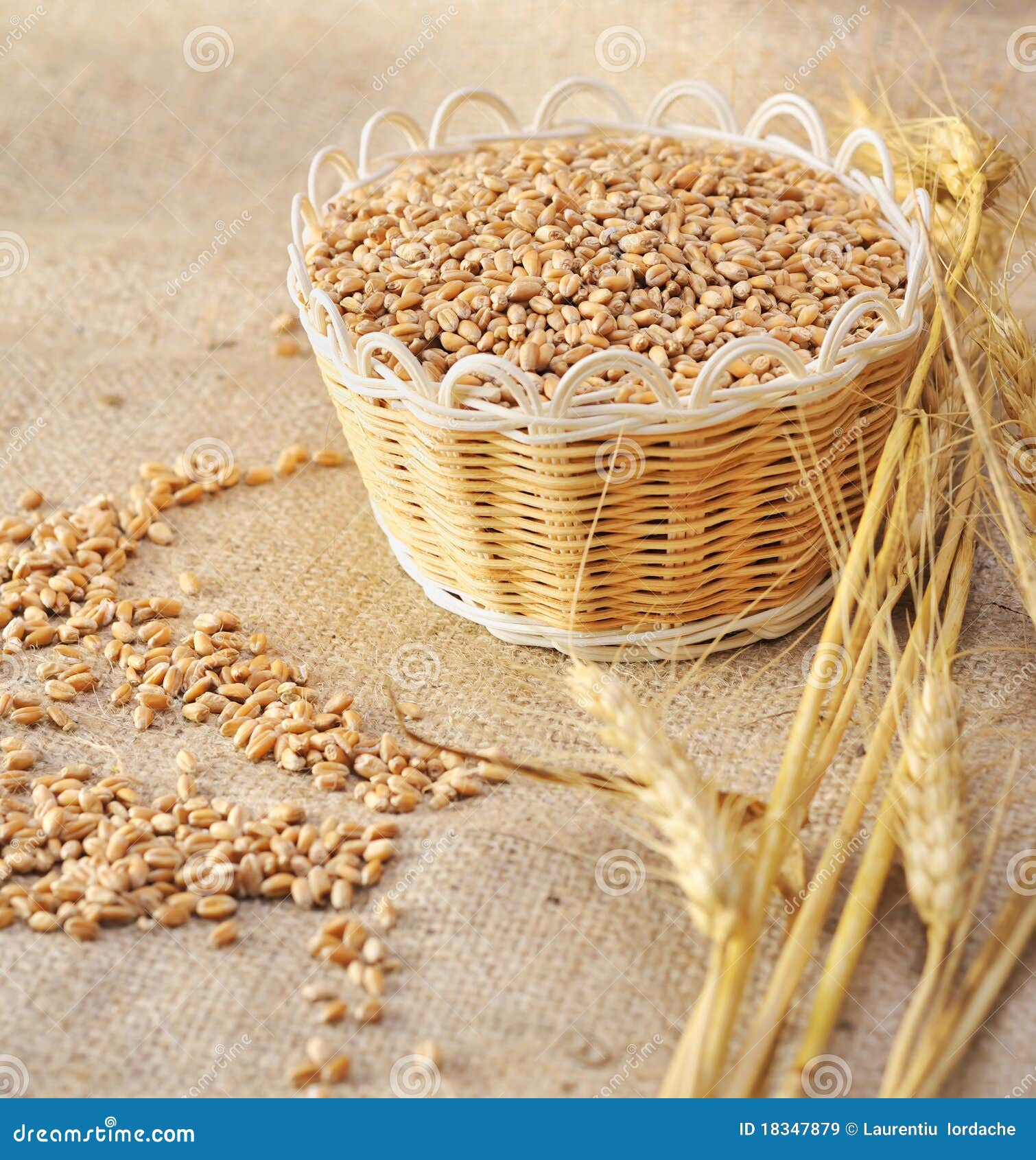 Wheat Seeds on Rough Material Stock Image - Image of barley, cotton ...