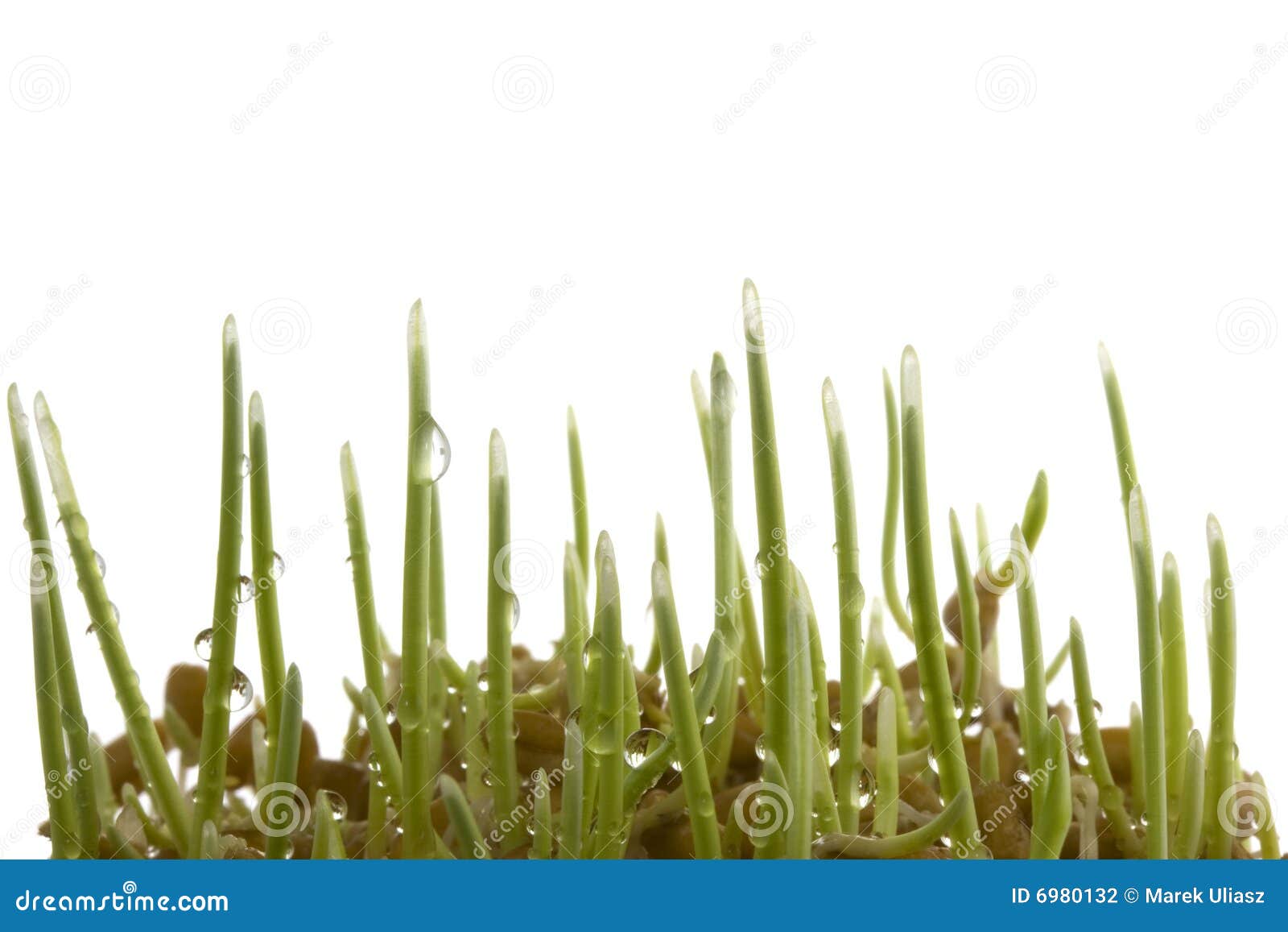 Wheat Seeds Sprouting and Growing Stock Photo - Image of food, copy ...