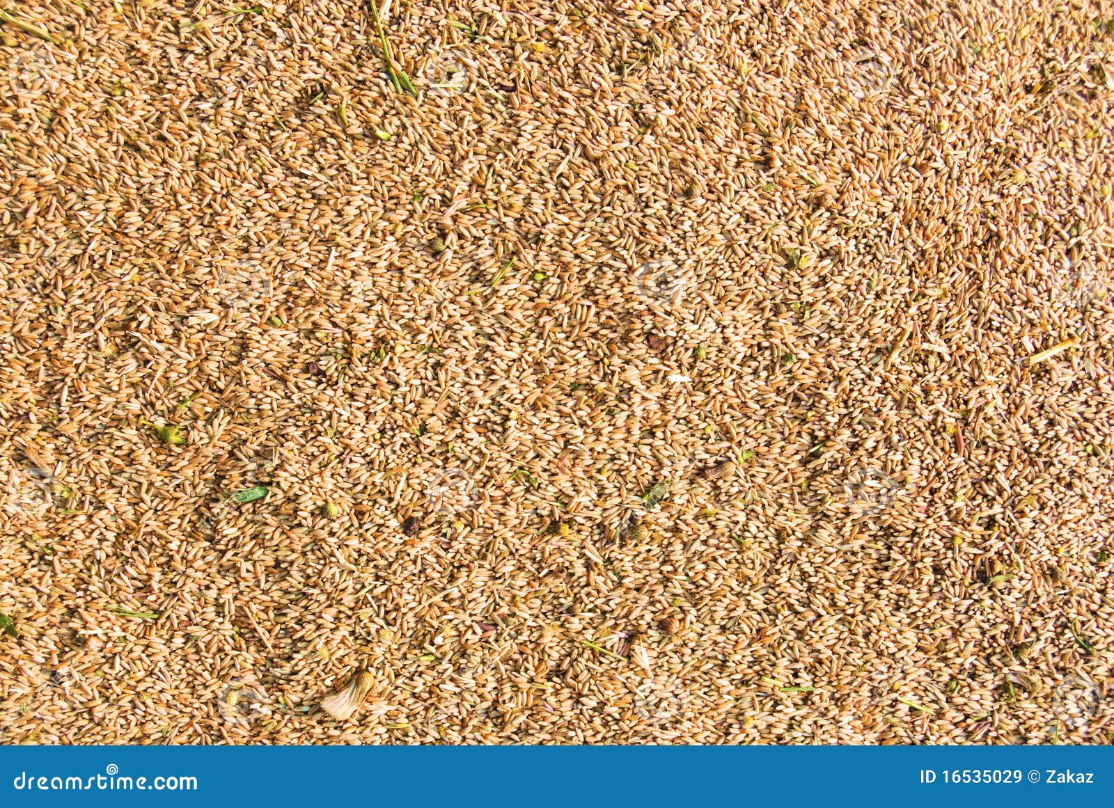 Wheat seeds | Texture stock image. Image of wheat, harvest - 16535029